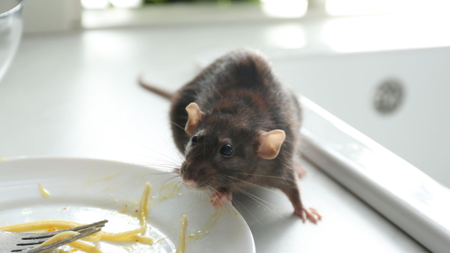 Local Mice and Rat Control Expert | ☎️ 02031512347 🐀🐁
